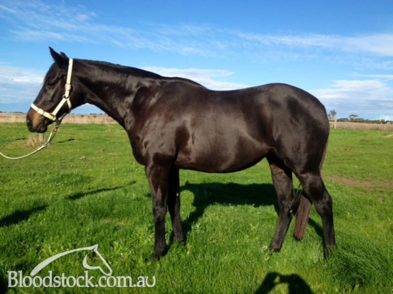 Bloodstock listing - UNDER OFFER Stunning Jet Black Rubiton Mare 1/2 ...