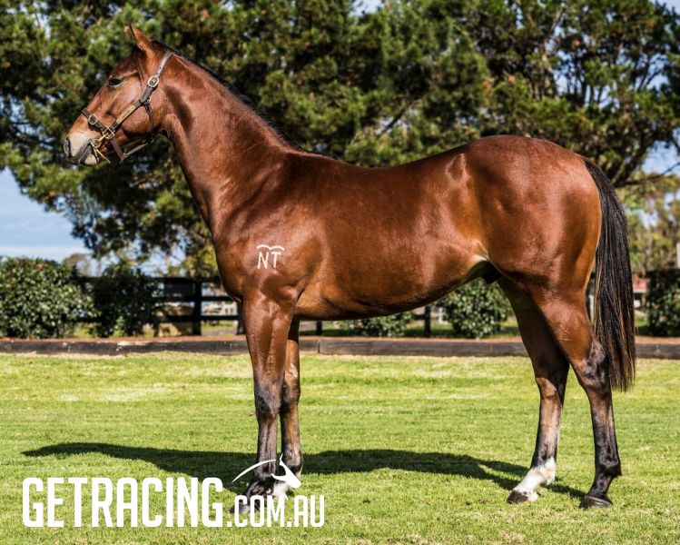 Bloodstock listing - STAR WITNESS colt with a stallion’s pedigree ...