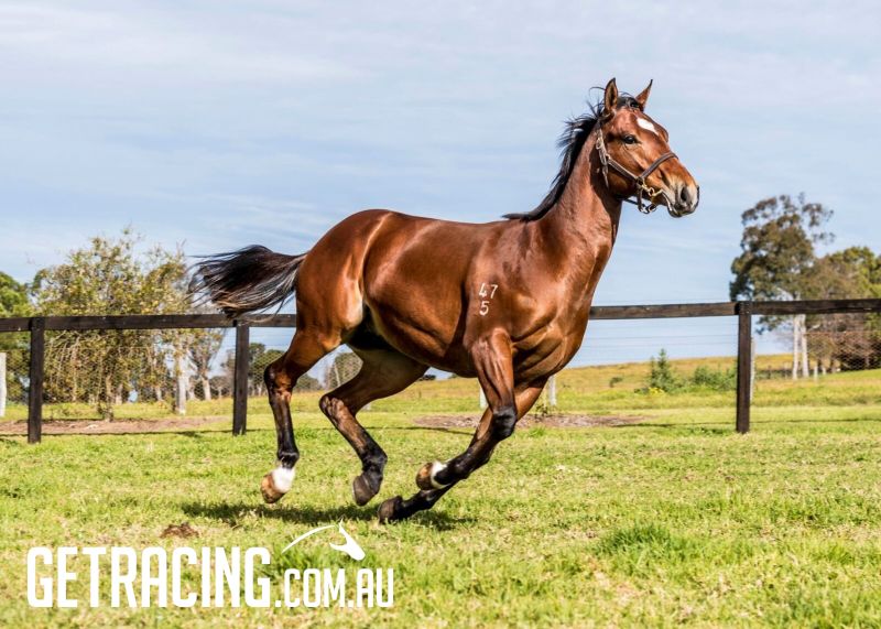 Bloodstock listing - STAR WITNESS colt with a stallion’s pedigree ...
