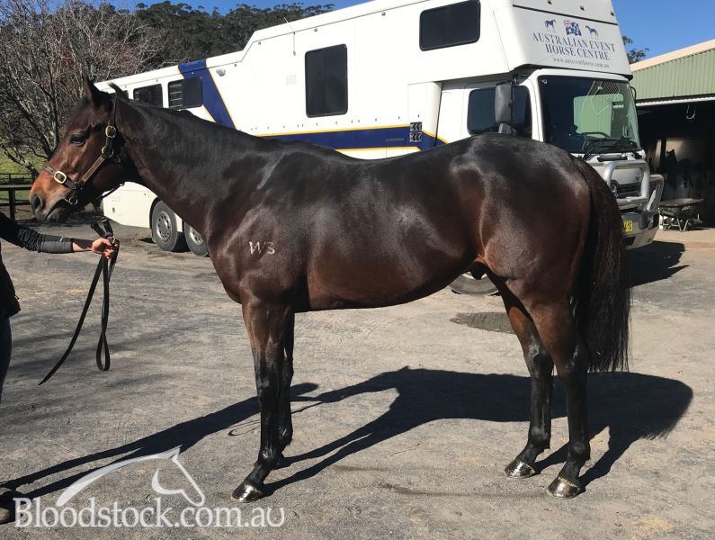 Bloodstock listing - Group Winning Savabeel Stallion Prospect ...