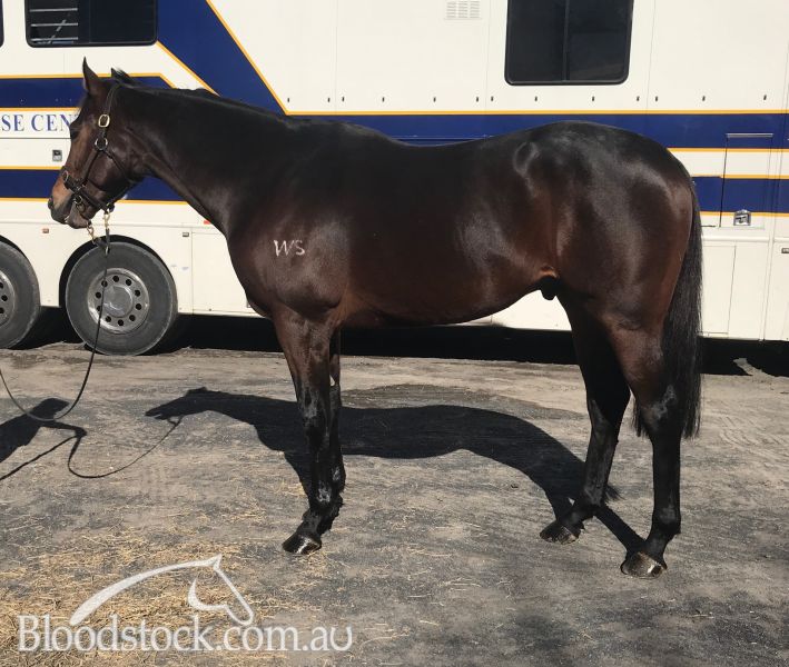 Bloodstock listing - Group Winning Savabeel Stallion Prospect ...