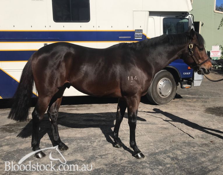 Bloodstock listing - Group Winning Savabeel Stallion Prospect ...