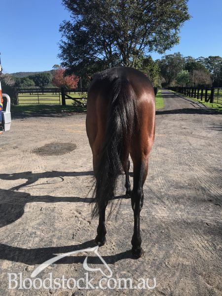 Bloodstock listing - Group Winning Savabeel Stallion Prospect ...