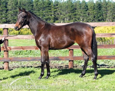 Bloodstock listing - Half to FIVE WINNERS inc. 3 stakes earners - In ...