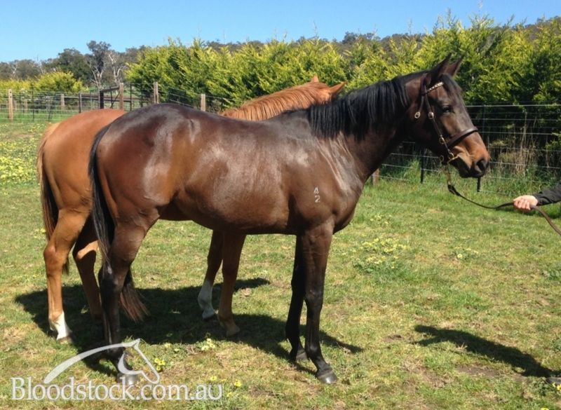 Bloodstock listing - Half to FIVE WINNERS inc. 3 stakes earners - In ...