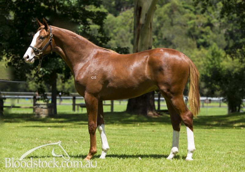 Bloodstock listing - FINAL 2 SHARES AVAILABLE ... TOORAK TOFF ...