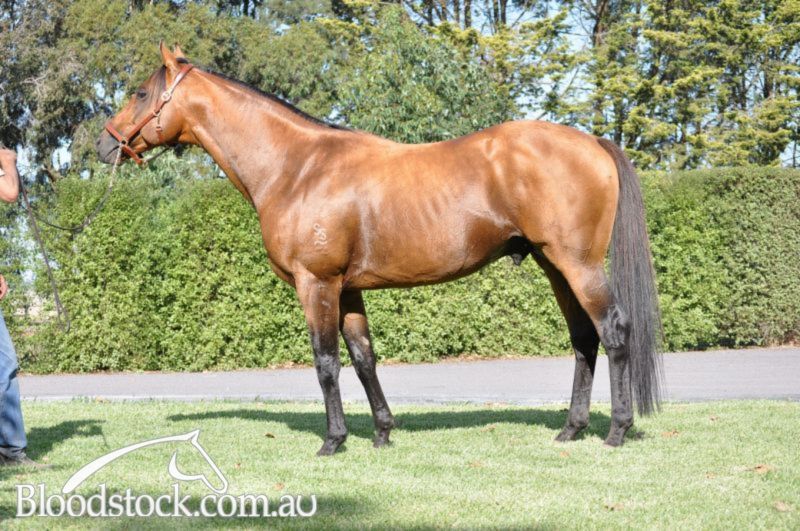 Bloodstock listing - OUTSTANDING STALLION PROSPECT - Bloodstock.com.au