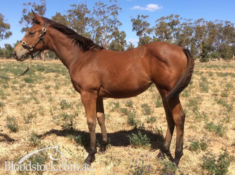 Bloodstock listing - Youthful 3-in-1 Package - Bloodstock.com.au