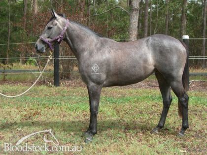 Bloodstock listing - STUNNING LOOKING GREY FILLY WITH AN EXCELLENT ...