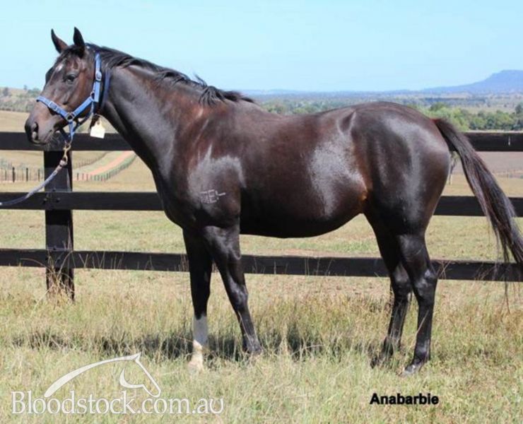 Bloodstock listing - Anabaa mare - throws lovely types - Bloodstock.com.au
