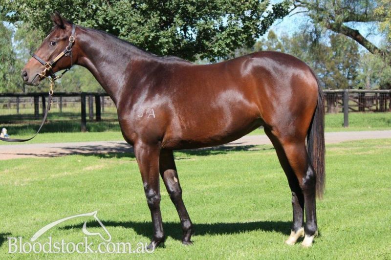 Bloodstock listing - Anabaa mare - throws lovely types - Bloodstock.com.au