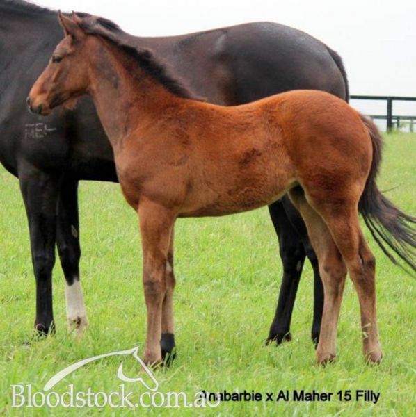 Bloodstock listing - Anabaa mare - throws lovely types - Bloodstock.com.au