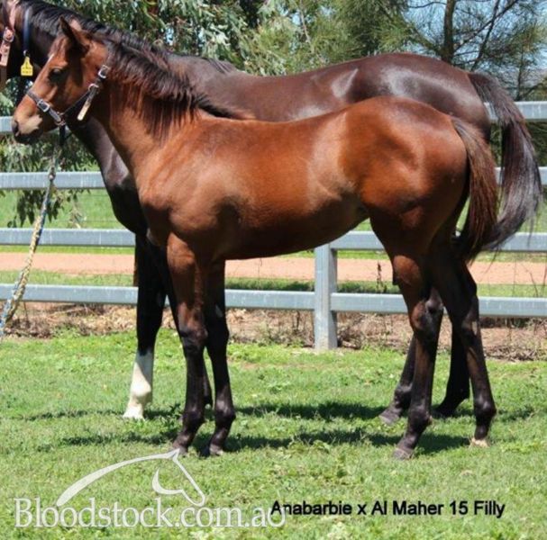 Bloodstock listing - Anabaa mare - throws lovely types - Bloodstock.com.au