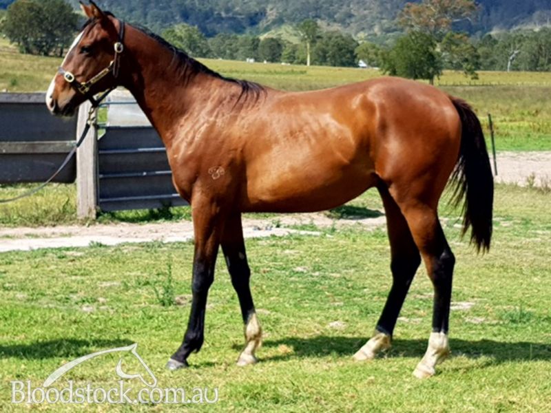 Bloodstock listing - Good size colt with deep black type pedigree ...