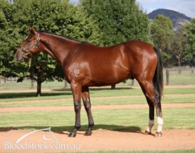 Bloodstock listing - Well bred gelding - Bloodstock.com.au