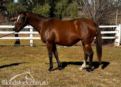 Thoroughbred horses for sale, Stallion Profiles, Racehorse Shares on ...