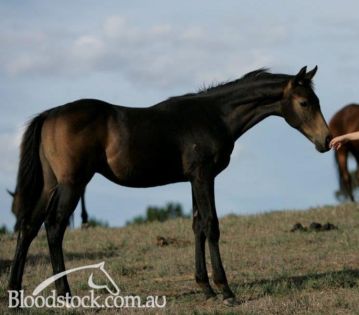 Bloodstock listing - First foal for mare + rare "gold" gene ...