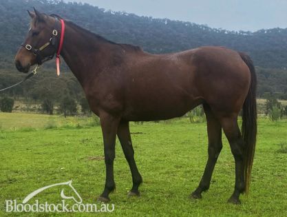 Thoroughbred horses for sale, Stallion Profiles, Racehorse Shares on ...