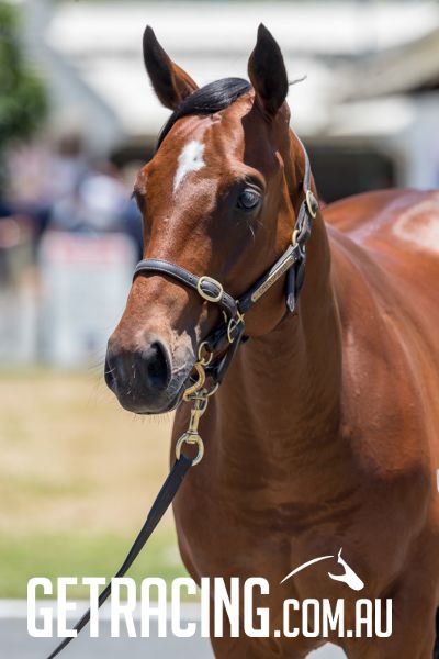 Bloodstock listing - Snitzel Colt- Stallion Pedigree - Bloodstock.com.au