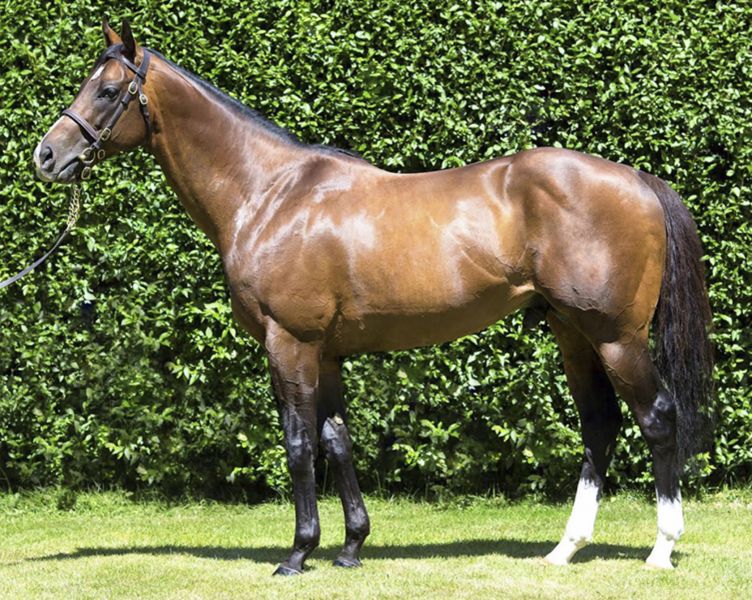 Stallions - Bloodstock.com.au
