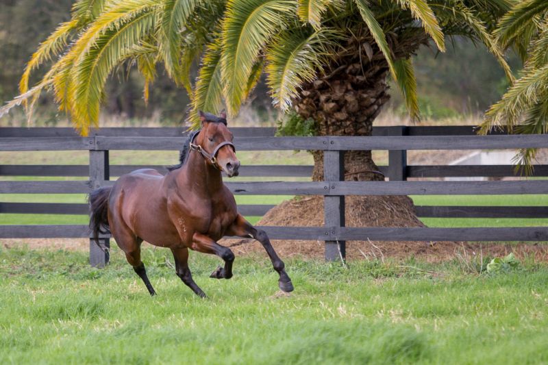 Stallions - Bloodstock.com.au