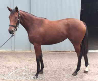 Bloodstock listing - Attractive, Athletic and Very Correct - This ...
