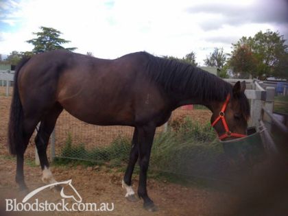 Bloodstock listing - Winning Octagonal mare from good black type family ...