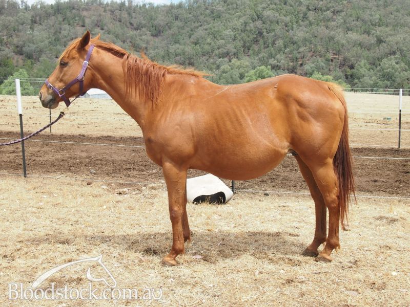 Bloodstock listing - Mare with city performing progeny and a foal at ...