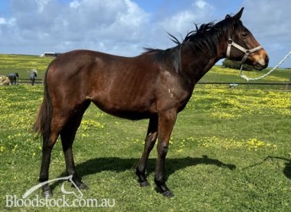 Thoroughbred horses for sale, Stallion Profiles, Racehorse Shares on ...