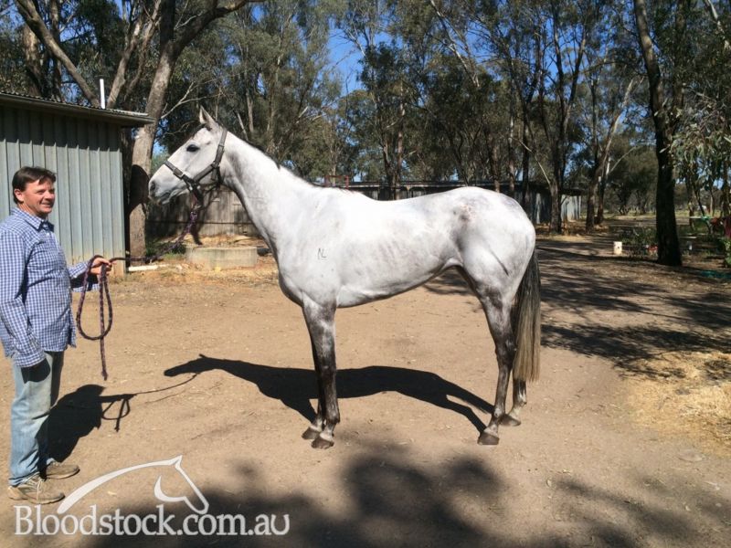 Bloodstock listing - Metropolitan Placegetter - In Full Work - Suit ...