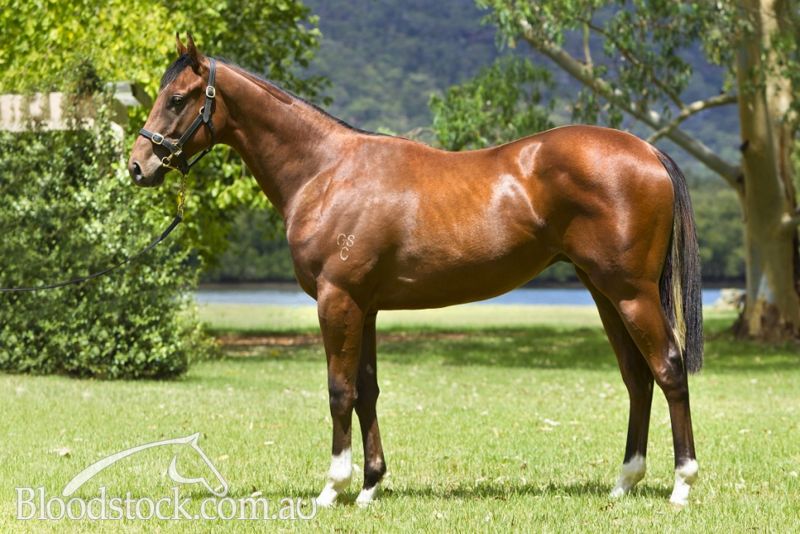Bloodstock listing - 2011 NORTHERN METEOR - ELAHI bay colt - Bloodstock ...