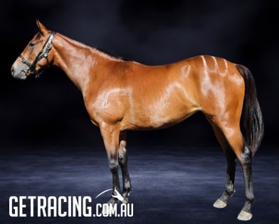 Thoroughbred horses for sale, Stallion Profiles, Racehorse Shares on ...