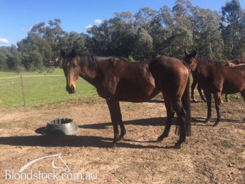 Bloodstock listing - Nice Red Ransom Mare. In foal to Kuroshio ...