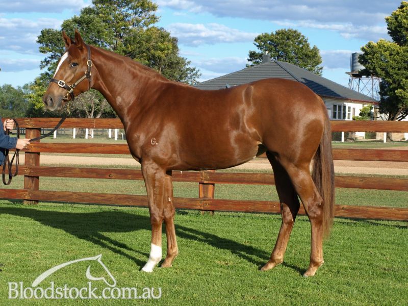 Bloodstock listing - Thoroughbred Yearling Filly with great pedigree ...