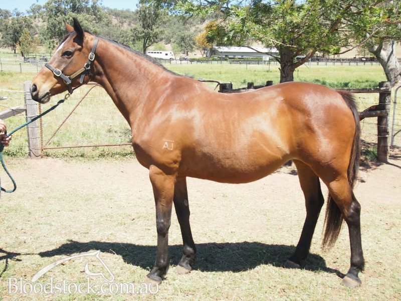 Bloodstock listing - 3 X Winning mare that has produced a city winner ...