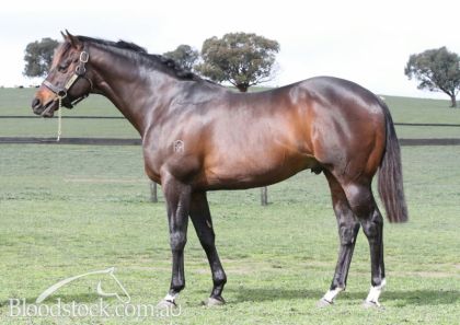 Bloodstock listing - GROUP WINNING PROVEN STALLION - Bloodstock.com.au