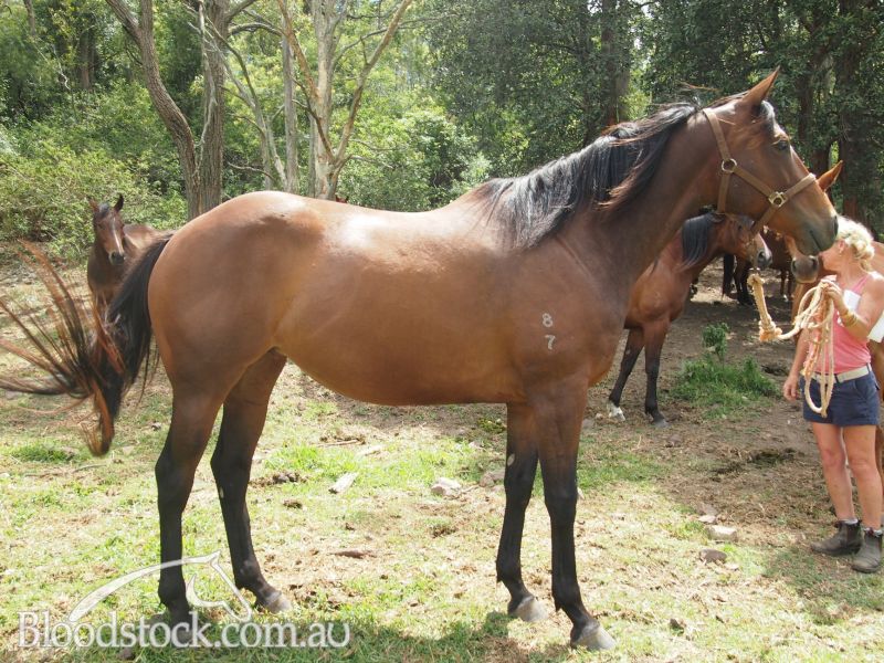 Bloodstock listing - Reset mare - Bloodstock.com.au