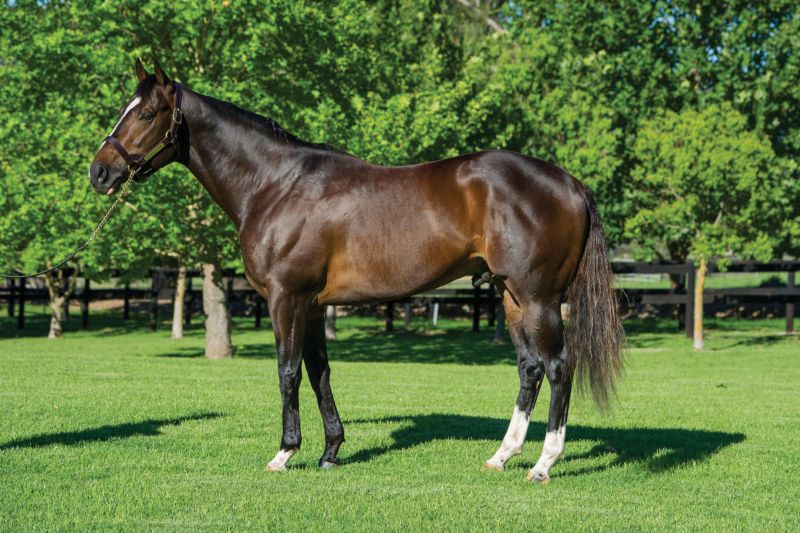 Stallions - Bloodstock.com.au