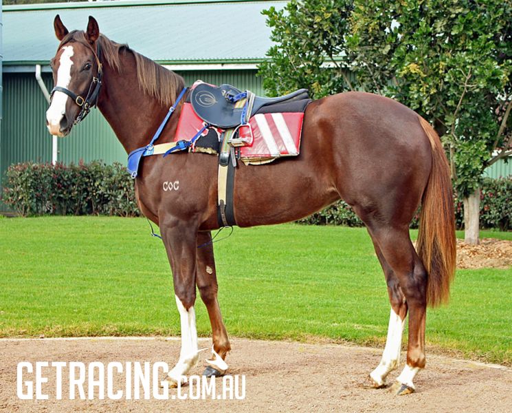 Bloodstock listing - 100% Reserved in our SNITZEL Filly ex Gr2 Winner ...