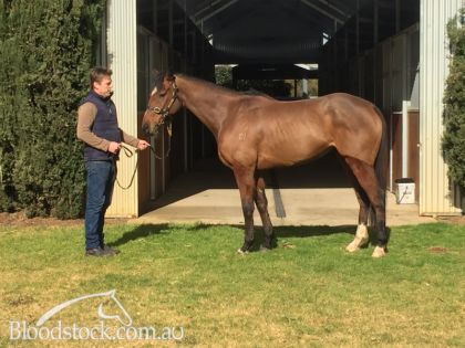 Bloodstock listing - High Chaparral Gelding Ready To Race - Bloodstock ...