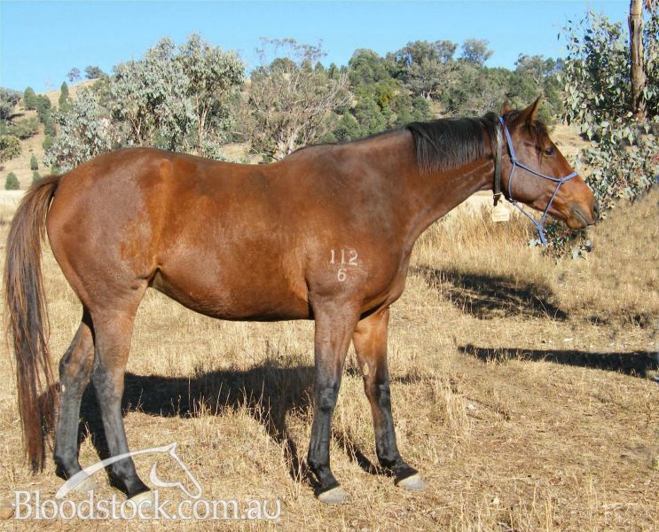 Bloodstock listing - SHAMARDAL Mare From GROUP 1 Staying Family ...