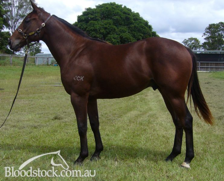 Bloodstock listing - Octagonal mare in Foal to Daunting Lad ...
