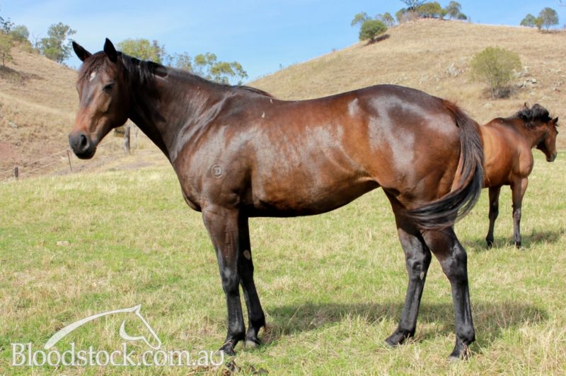 Bloodstock listing - Red Ransom mare - in foal to Myboycharlie. PRICE ...