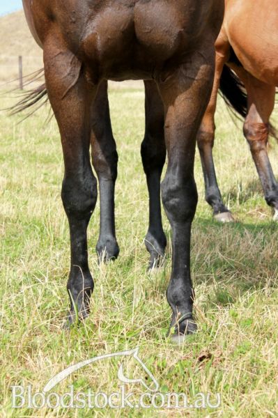 Bloodstock listing - Red Ransom mare - in foal to Myboycharlie. PRICE ...