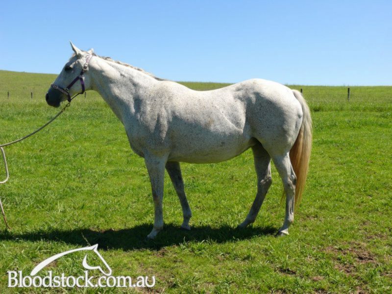 Bloodstock listing - Dayjur mare ready for covering - Bloodstock.com.au