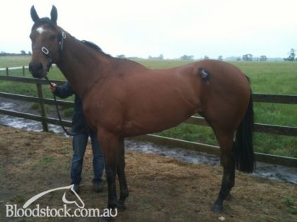 Bloodstock listing - At Rock Bottom Price!! Half to a very promising ...