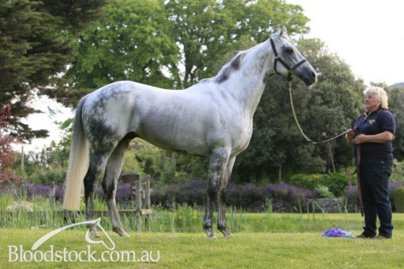 Bloodstock listing - THE SILVER STALLION - Bloodstock.com.au