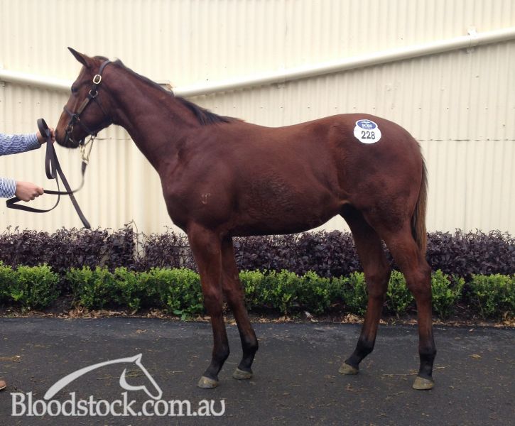 Bloodstock listing - I AM INVINCIBLE COLT out of an earner of $119,000 ...