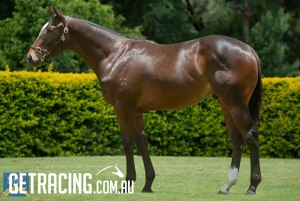 Thoroughbred horses for sale, Stallion Profiles, Racehorse Shares on ...