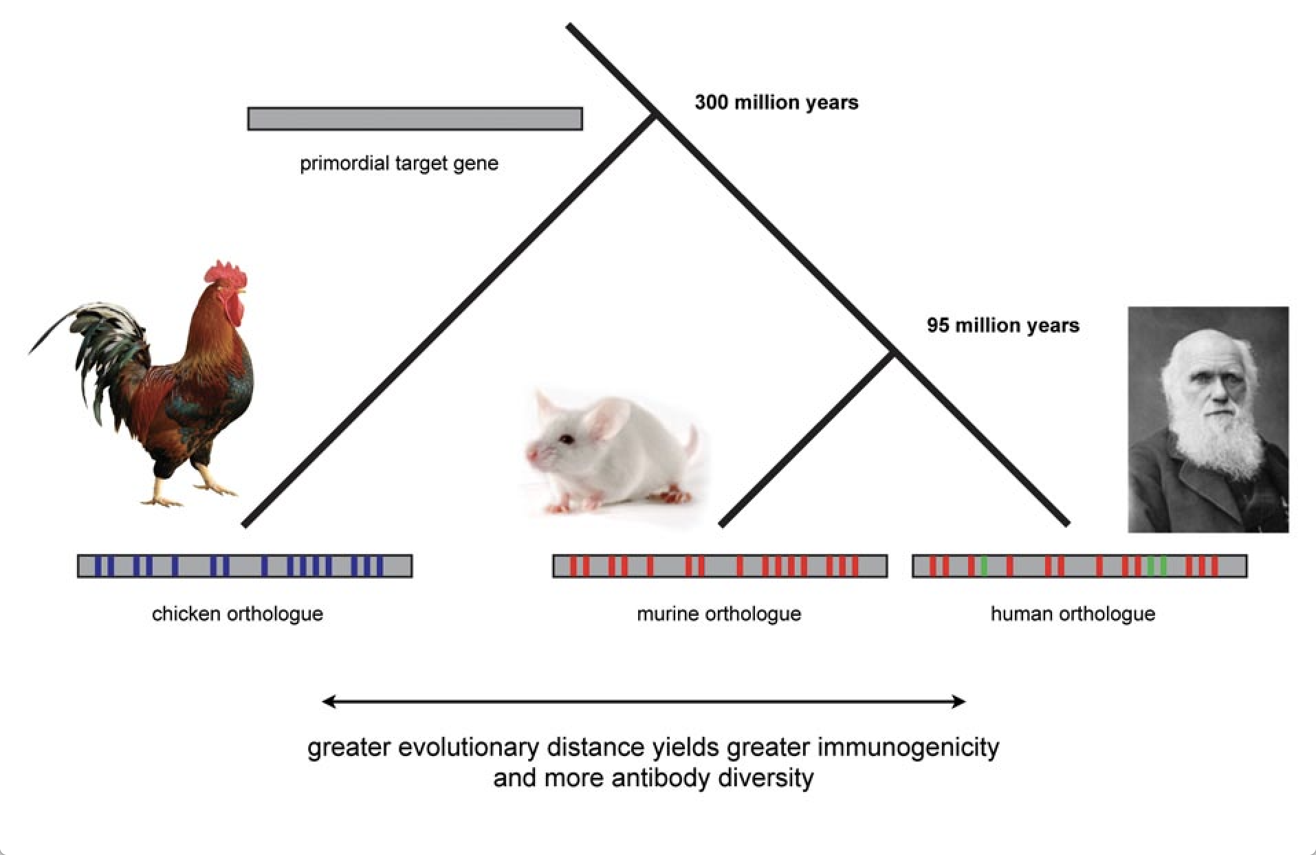 Antibodies :: OmniAb Technology